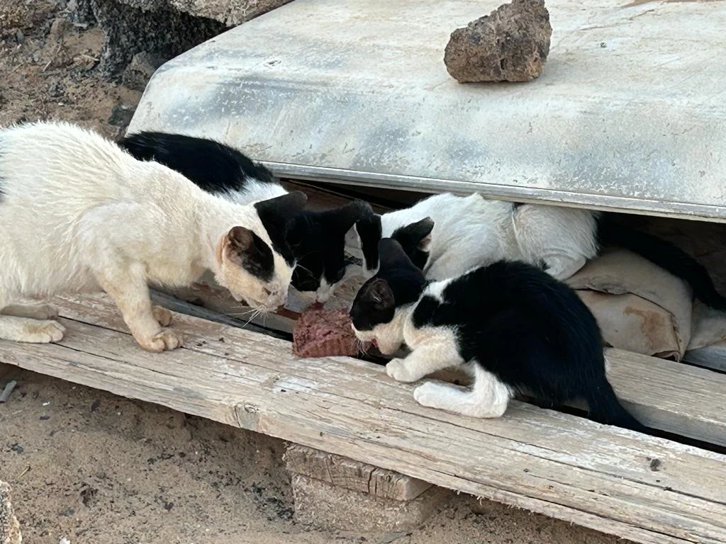 ¿Qué ocurre con los gatos sin dueño de Caleta del Sebo? - Lancelot ...