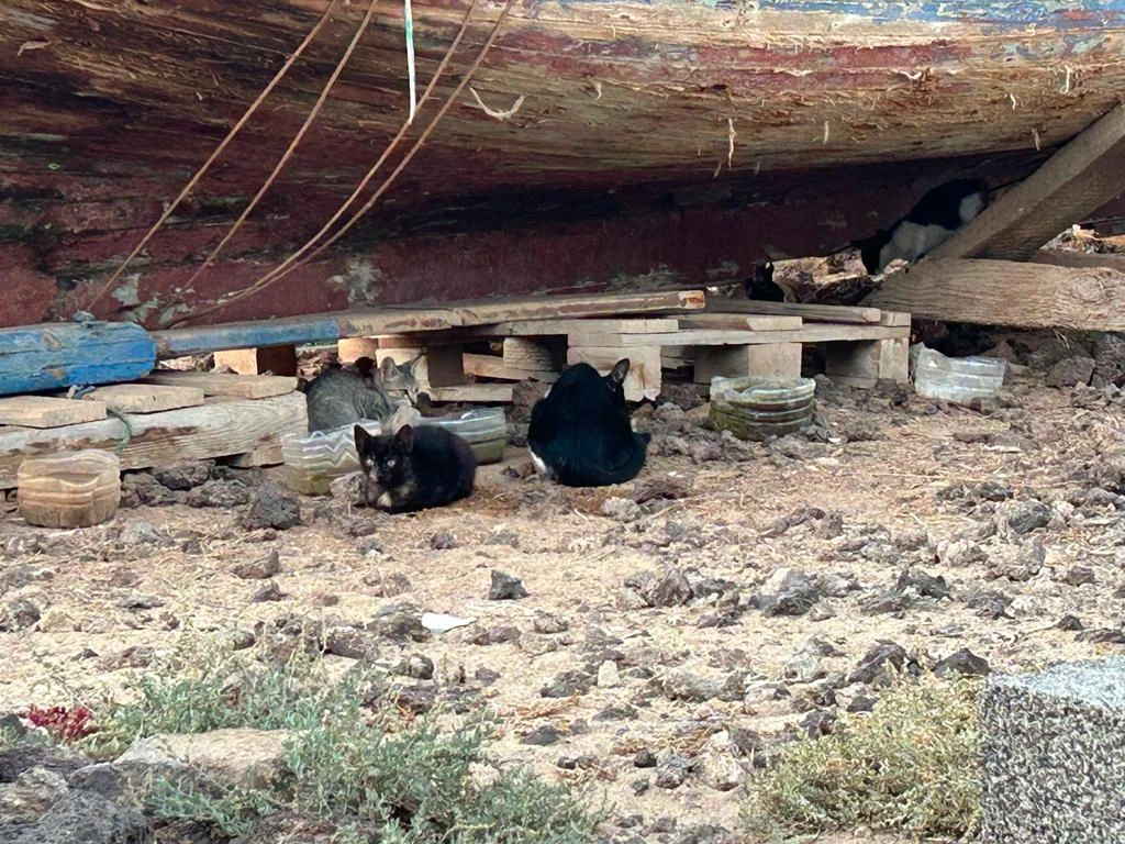 ¿Qué ocurre con los gatos sin dueño de Caleta del Sebo? - Lancelot ...