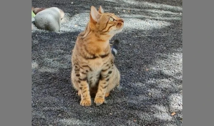 ¿Has visto a Titi? - Lancelot Digital | Noticias de Lanzarote y Canarias