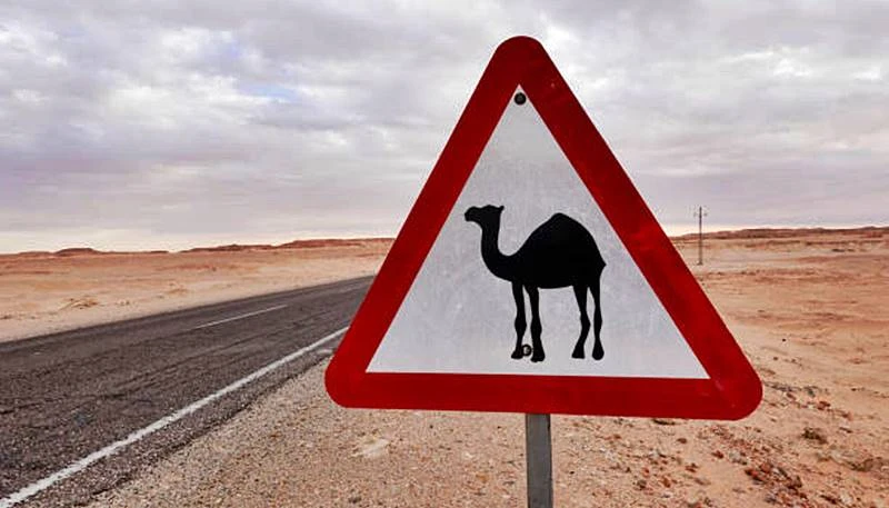 La vaca invisible - Lancelot Digital | Noticias de Lanzarote y Canarias
