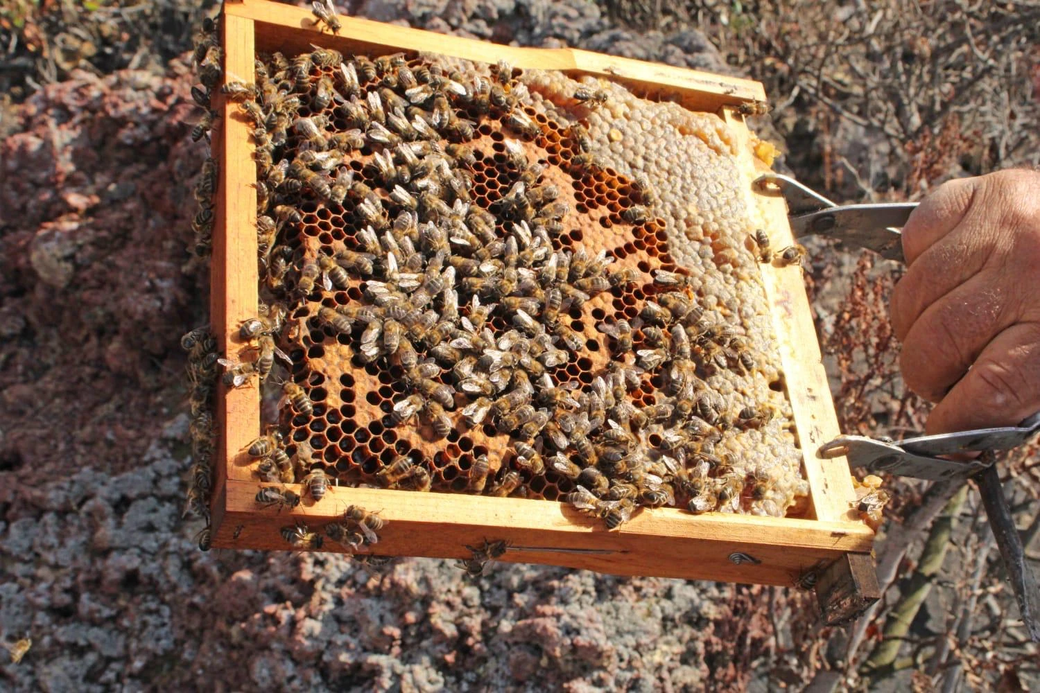 Llegan a Lanzarote abejas reinas de raza negra canaria - Lancelot ...